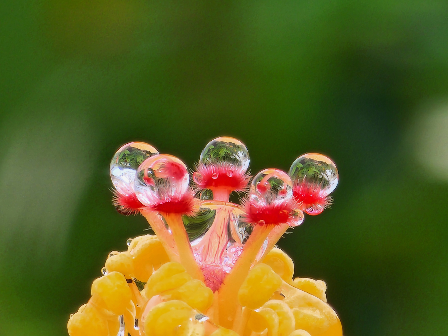 THE STIGMA OF A HIBISCUS FLOWER | News, Sports, Jobs - Maui News